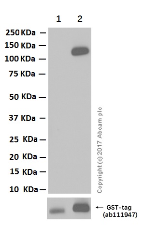 Goat Anti Rabbit (IgG) secondary antibody HRP (ab97051) | Abcam