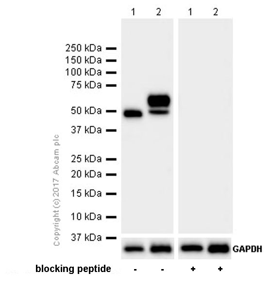 Goat Anti Rabbit (IgG) secondary antibody HRP (ab97051) | Abcam