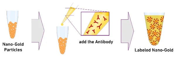 10nm Gold Conjugation kit | Easy 10nm Gold Labelling (ab201808) | Abcam