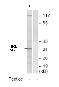 GPCR GPR18抗体 (ab76258)| Abcam中文官网