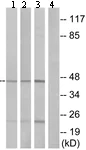 GPCR GPR34抗体 (ab134811)| Abcam中文官网