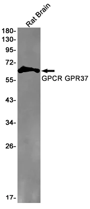 Anti-GPCR GPR37 Antibody [S02-9I6] (ab317386) | Abcam