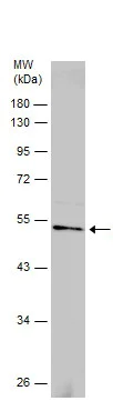 Anti-GPCR GPR39 antibody - C-terminal (ab229648) | Abcam