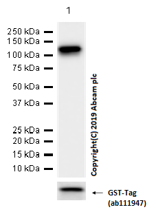 Anti-GPCR LGR6 antibody [EPR6874] (ab126747) | Abcam