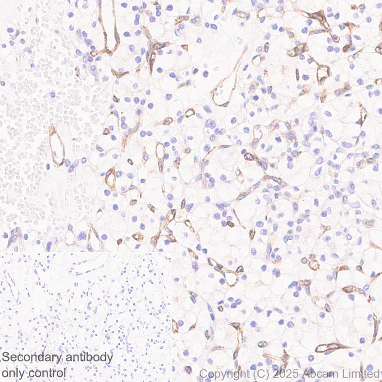 Anti-GPCR RDC1/CXCR-7 antibody [EPR29064-191] (ab324431) | Abcam