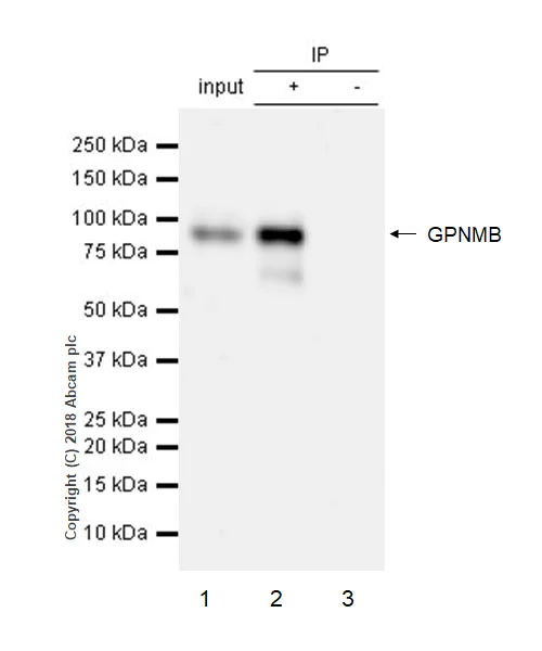Anti-GPNMB antibody [EPR18226-147] - BSA and Azide free (ab234529) | Abcam
