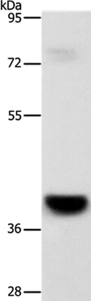 Anti-GPR182 antibody - Membrane Vesicle Marker (ab199177) | Abcam