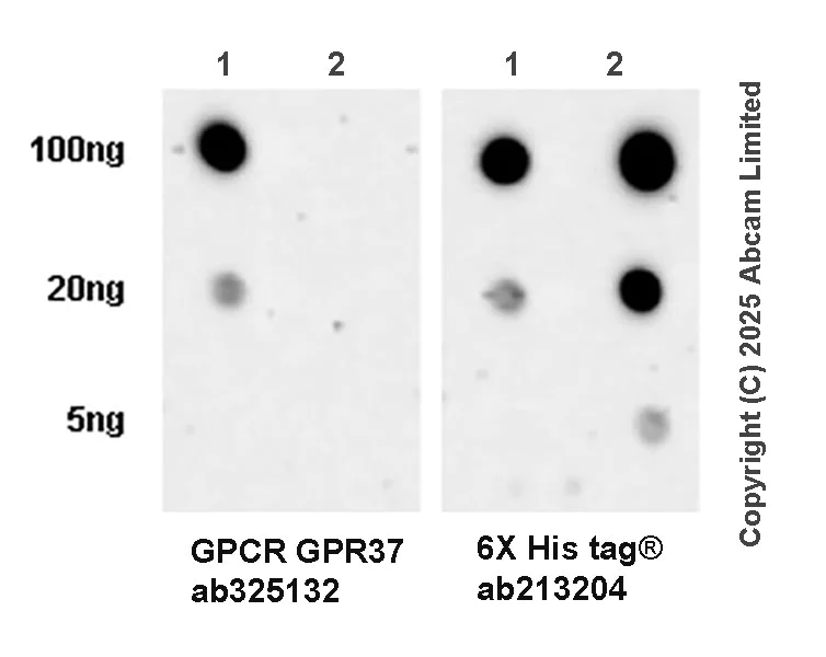 Anti-GPR37 (C terminal) antibody [EPR30352-540] (ab325132) | Abcam
