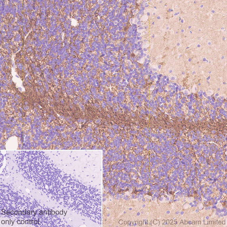 Anti-GPR37 (C terminal) antibody [EPR30352-540] (ab325132) | Abcam