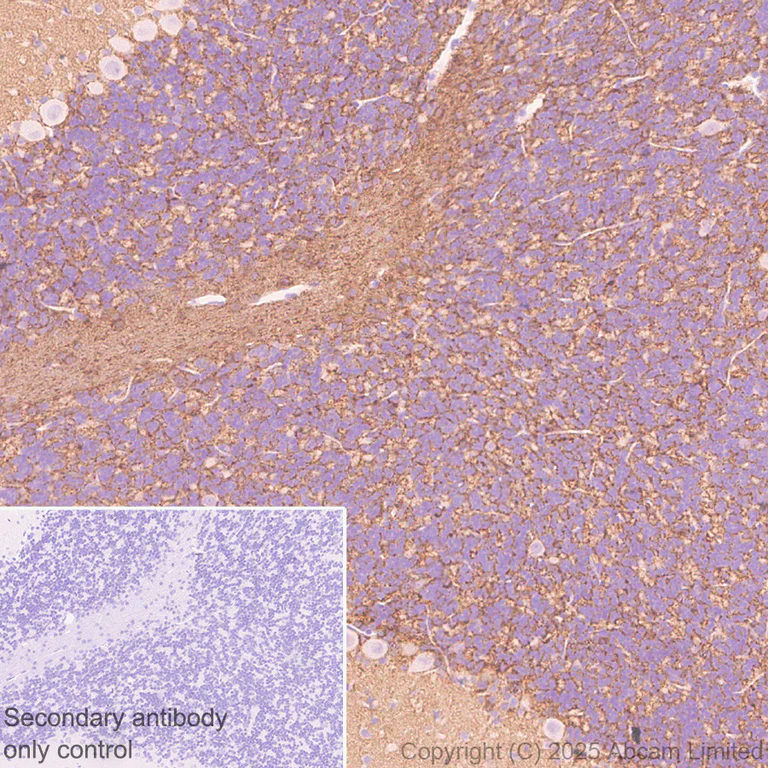 Anti-GPR37 (C terminal) antibody [EPR30352-540] (ab325132) | Abcam