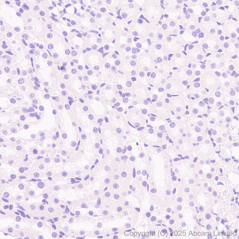 Anti-GPR37 (C terminal) antibody [EPR30352-540] (ab325132) | Abcam