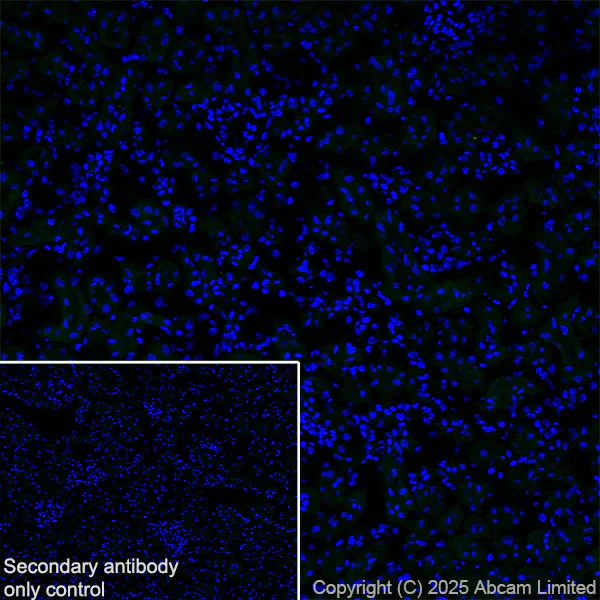 Anti-GPR37 (C terminal) antibody [EPR30352-540] (ab325132) | Abcam