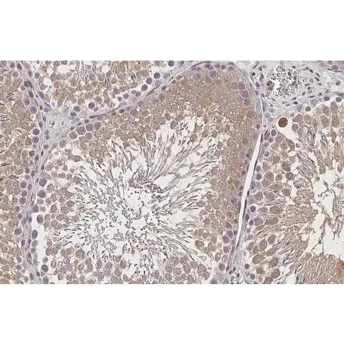 Anti-GPS2 antibody [HL2276] (ab317186) | Abcam中文官网