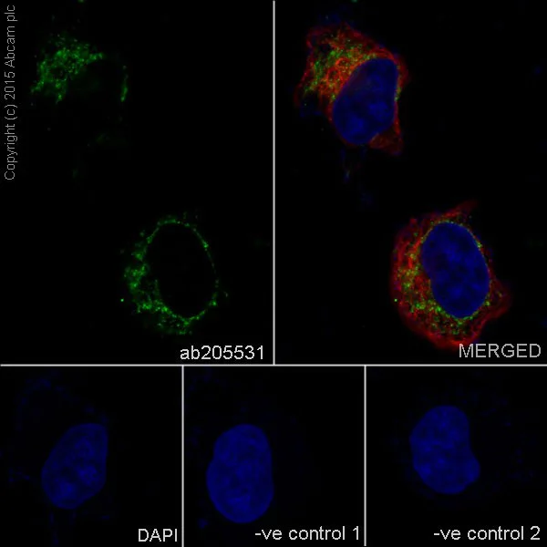 Anti-GRSF1 antibody [EPR16678] - BSA and Azide free (ab246330) | Abcam