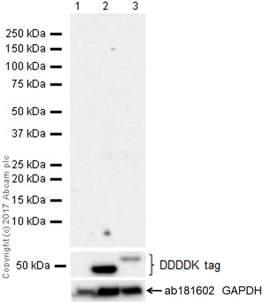 Anti-GSDMA antibody [EPR19858-104] Rabbit monoclonal (ab230768) | Abcam