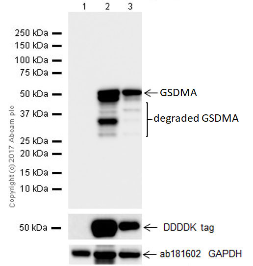 Anti-GSDMA antibody [EPR19858-104] Rabbit monoclonal (ab230768) | Abcam