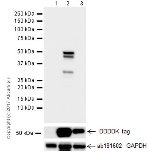 Anti-GSDMA antibody [EPR19858-116] (ab232254) | Abcam