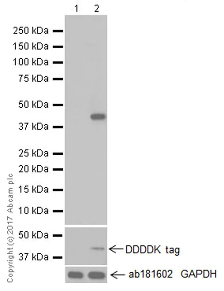 Anti-GSDMB antibody [EPR20841] (ab215729) | Abcam