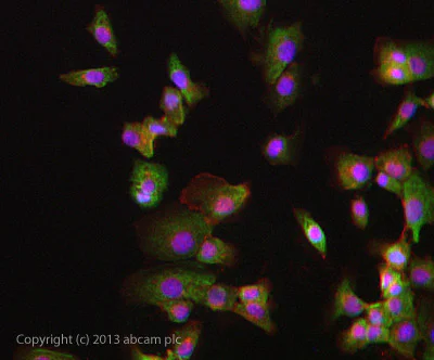 Anti-GSK3 beta antibody [Y174] (ab32391) | Abcam