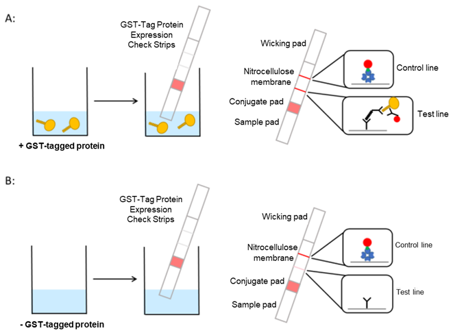 GST-Tag Protein Expression Check Kit (ab270052) | Abcam