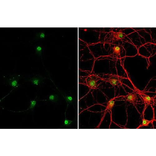 Anti-GSX2 antibody [HL2135] (ab317141) | Abcam