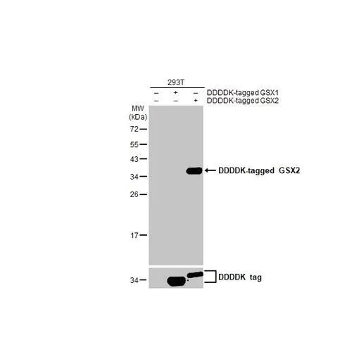 Anti-GSX2 antibody [HL2135] (ab317141) | Abcam