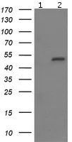 Anti-H-protein antibody [OTI3G1] (ab156763) | Abcam