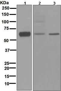 Anti-H2R antibody [EPR5630] - BSA and Azide free (ab247688) | Abcam