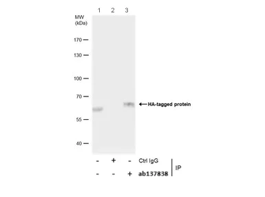 Anti-HA tag antibody (ab137838) | Abcam