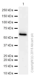 HA tag抗体[EPR4095] (ab182009)| Abcam中文官网