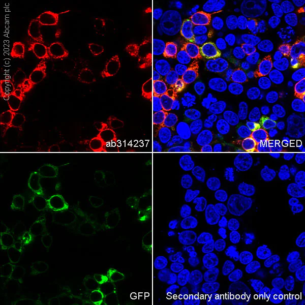 Anti-HA tag antibody [RM1058] Rabbit multiclonal (ab314237) | Abcam