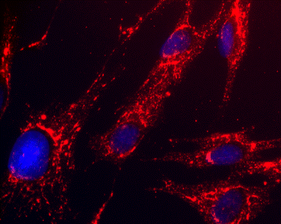 Anti-HADH antibody [1A12BC8] (ab110284) | Abcam