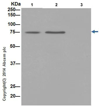 Anti-HADHA antibody [EPR17939] (ab200652) | Abcam