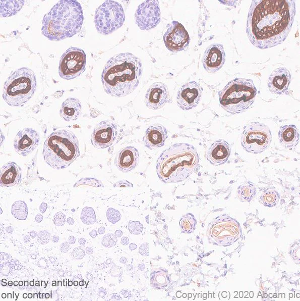 Anti-hair cortex Cytokeratin/K40 antibody [AE13] - BSA and Azide free ...