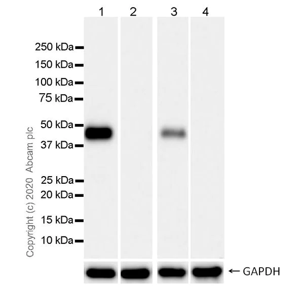 hair cortex Cytokeratin/K40抗体[AE13] - BSA and Azide free (ab255963 ...