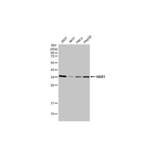 Anti-HAX1 antibody [HL2170] (ab317151) | Abcam