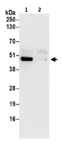 Anti-HCP1/PCFT 抗体 (ab241949) | Abcam