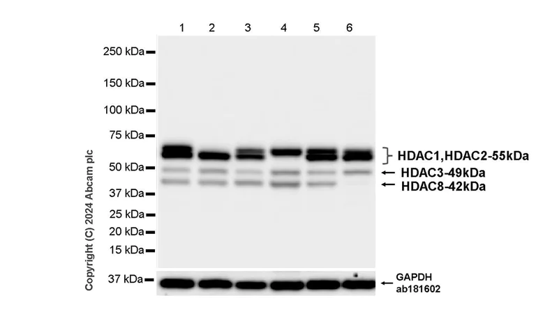 Anti-HDAC1 + HDAC2 + HDAC3 + HDAC8 antibody [RM1172] KO Tested ...