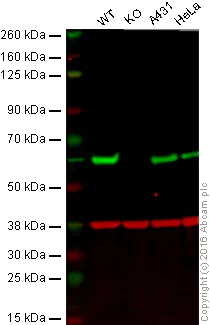 Anti-HDAC2 antibody [Y461] (ab32117) | Abcam