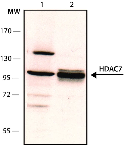 Anti-HDAC7 antibody (ab12174) | Abcam