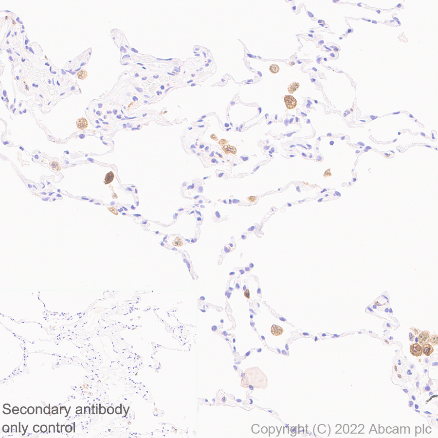 Anti-Heme Oxygenase 1 antibody [23/Heme Oxygenase 1] (ab302671) | Abcam