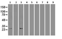 Anti-Hex antibody [OTI3E6] (ab117864) | Abcam