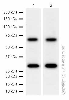 Anti-HEXB antibody [EPR7978] (ab140649) | Abcam