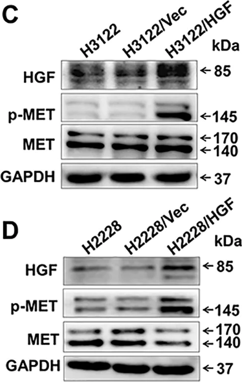 Anti-HGF 抗体 [EPR12230] (ab178395) | Abcam