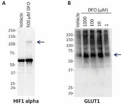 HIF1a + GLUT1 Hypoxia Response Human Flow Cytometry Kit (ab126584) | Abcam