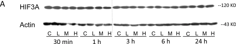 Anti-HIF3 alpha/IPAS antibody (ab2165) | Abcam