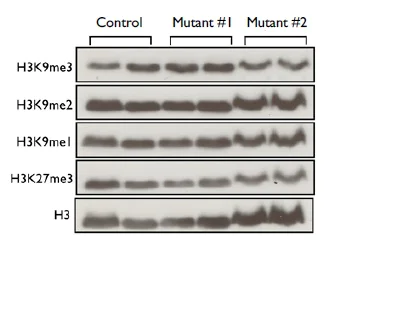 Histone extraction kit, 100 tests (ab113476) | Abcam