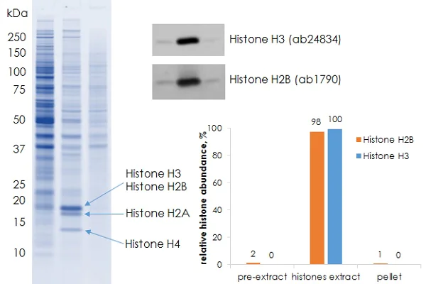 Histone Extraction Kit - Rapid / Ultra-pure (ab221031) | Abcam