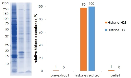 Histone Extraction Kit - Rapid / Ultra-pure (ab221031) | Abcam