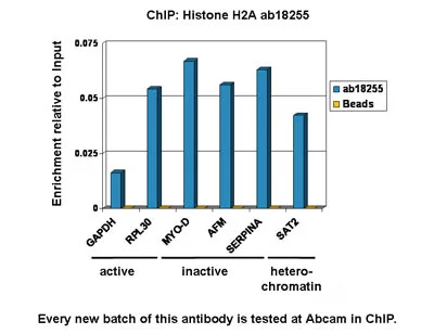 Histone H2A抗体- ChIP Grade (ab18255)| Abcam中文官网
